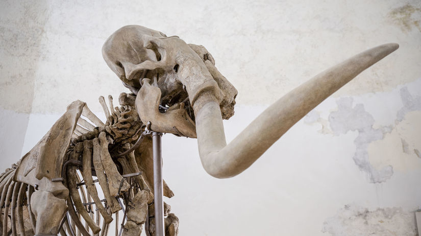 Mamut - Foto dňa - Pravda