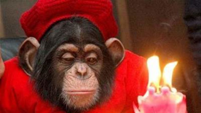 Vedci: Šimpanz má lepšiu pamäť ako človek - Zaujímavosti - Správy - Pravda