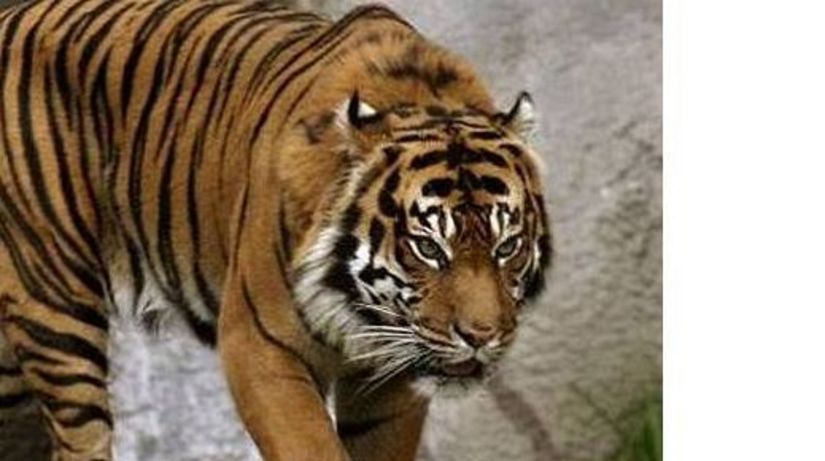 Tigrica vážne zranila ošetrovateľku v zoo - Domáce - Správy - Pravda