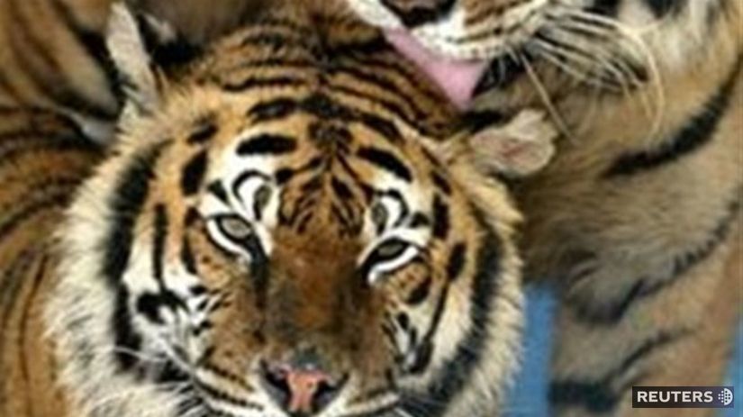 Matku dvoch detí usmrtil sibírsky tiger - Domáce - Správy - Pravda