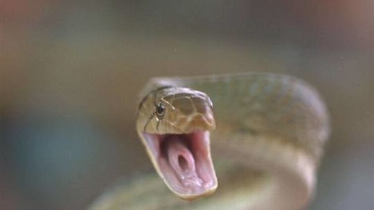 V horúčavách dajte pozor na hady - Domáce - Správy - Pravda