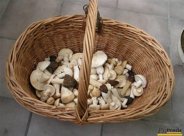 Rastú. Hubárska sezóna sa začala - Domáce - Správy - Pravda