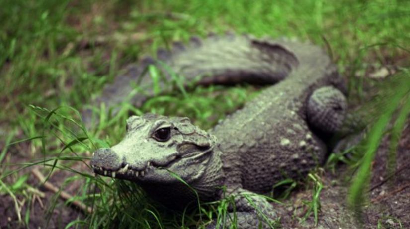 Malé krokodíly komunikujú už pred vyliahnutím - Zem - Veda a technika ...