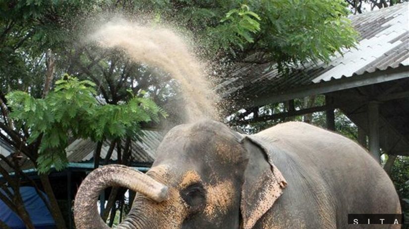 Slonica bez nohy má protézu - Svet - Správy - Pravda