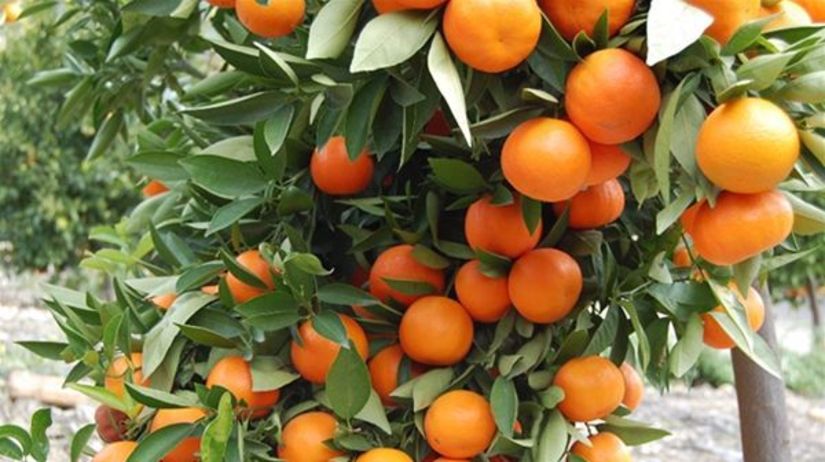 Na svete je nová mandarínka - DaisySL - Zem - Veda a technika - Pravda