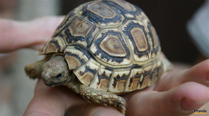 Plazy na celom svete sú ohrozené - Zem - Veda a technika - Pravda