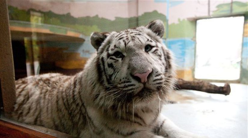 Tiger a leopard snežný sú 'sesterskými druhmi' - Zem - Veda a technika ...