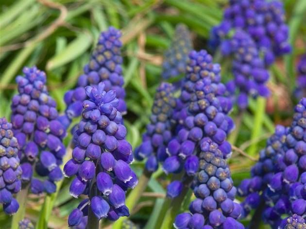 Kedy konečne príde jar? S prvými kvetmi - Dom a byt - Užitočná pravda ...