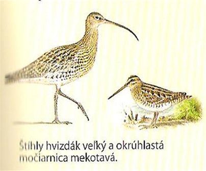 Aký je to vták? - Vzdelávanie - Užitočná pravda - Pravda