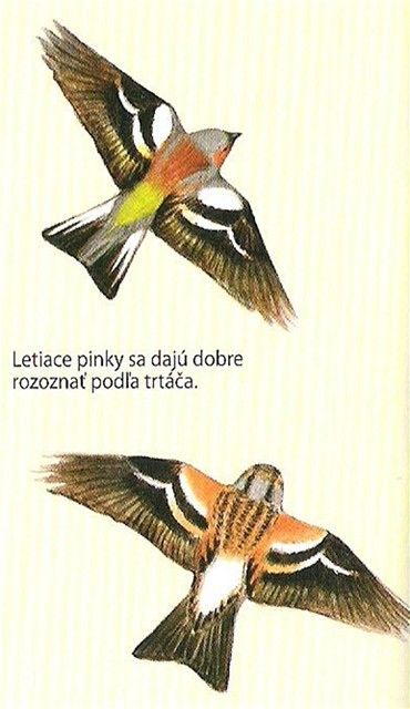 Aký je to vták? - Vzdelávanie - Užitočná pravda - Pravda