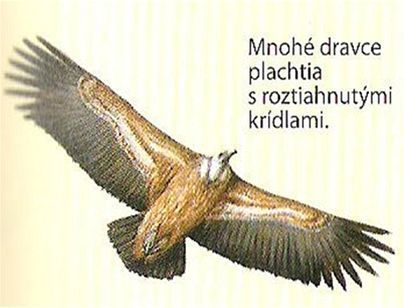 Aký je to vták? - Vzdelávanie - Užitočná pravda - Pravda