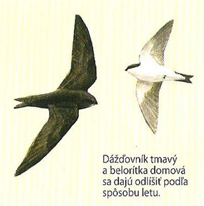 Aký je to vták? - Vzdelávanie - Užitočná pravda - Pravda