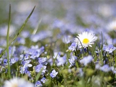 Ruženka v kráľovstve poľných kvetín - Vzdelávanie - Užitočná pravda ...