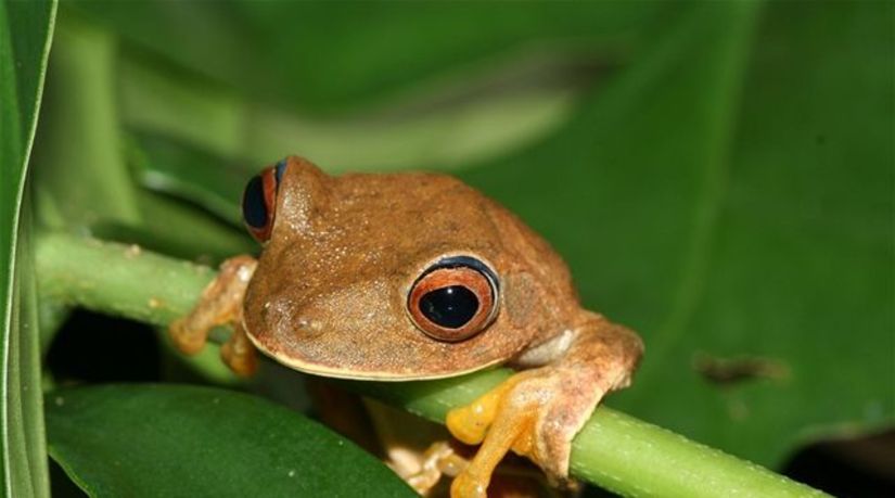 Vyhlásili celosvetové pátranie po žabách - Zem - Veda a technika - Pravda