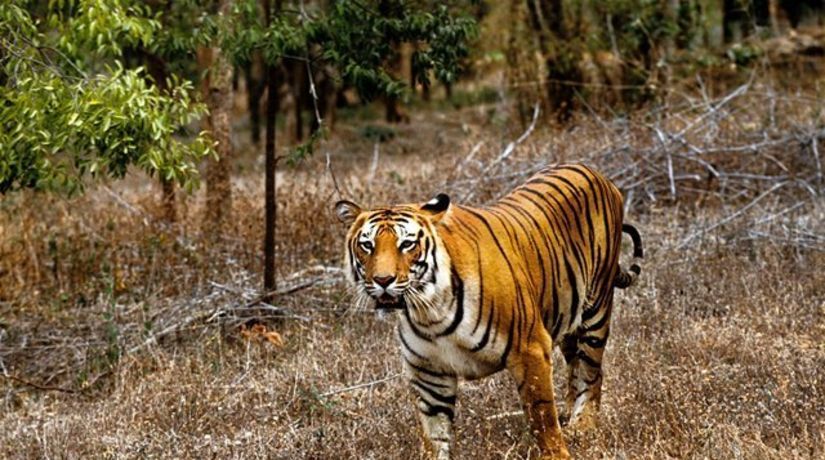 Sú sibírske tigre bez šance na prežitie? - Zem - Veda a technika - Pravda