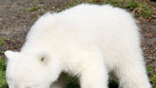 Ľadový medveď Knut zomrel po mozgovom záchvate - Svet - Správy - Pravda