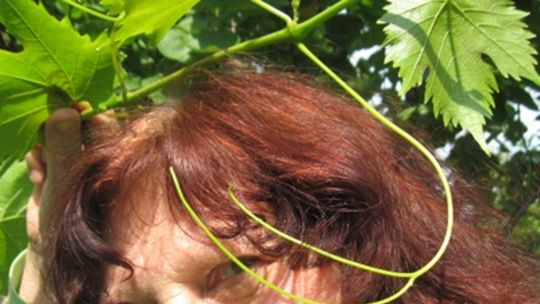 Pohľadom Heleny Dvořákovej: Srdce zbaští všetko - Všeličo - Žena - Pravda