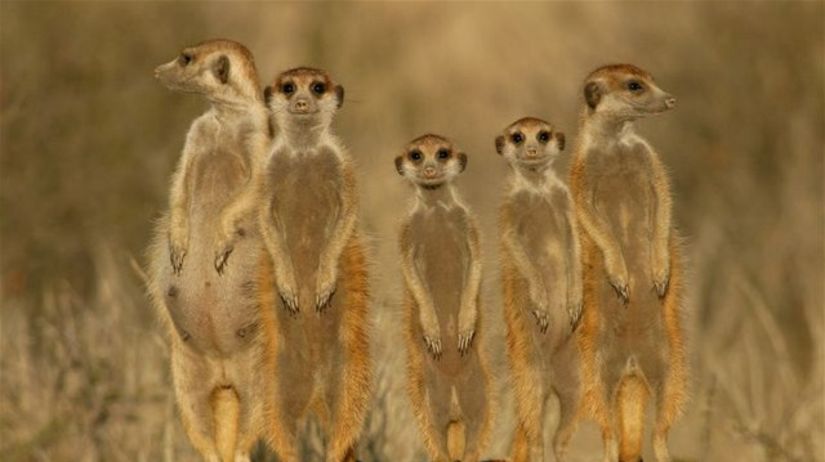 Surikaty sa navzájom poznajú po hlase - Zem - Veda a technika - Pravda