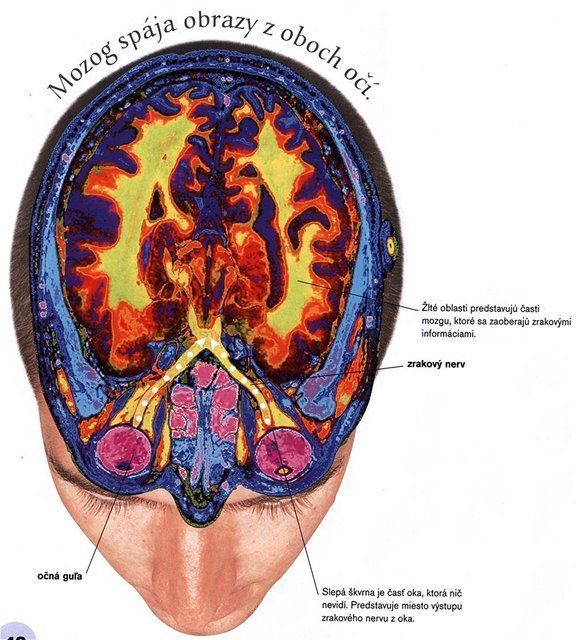 Môžu naše oči oklamať mozog? - Vzdelávanie - Užitočná pravda - Pravda