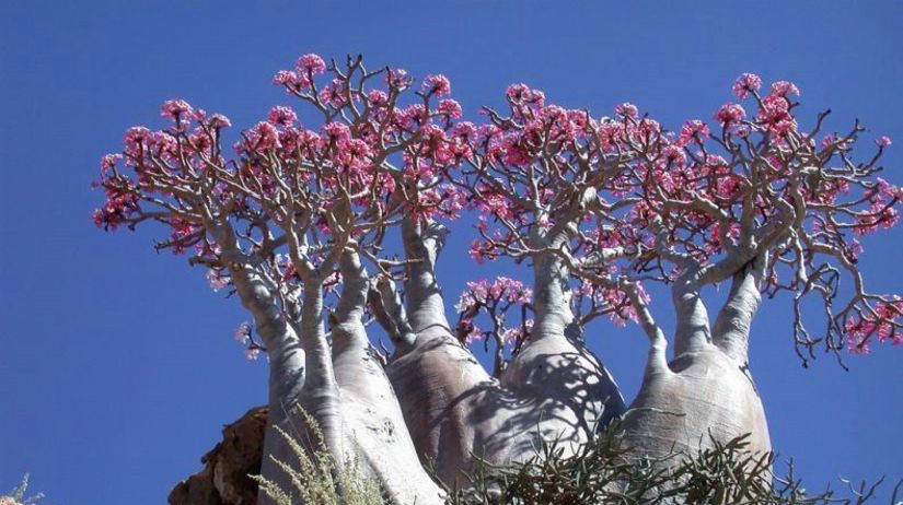 Skutočná divočina ešte nezanikla, žije na ostrove Sokotra - Exotika ...