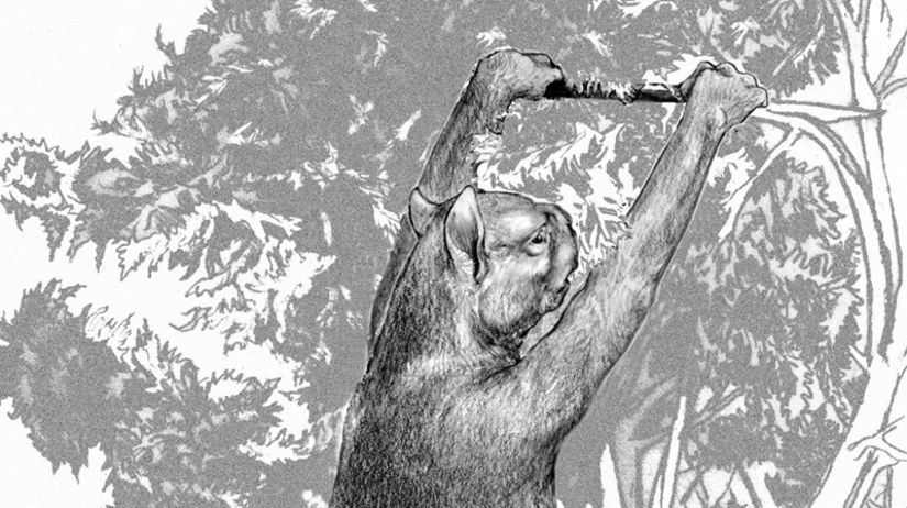 Austrálsku megafaunu vyhubil človek, nie klíma - Zem - Veda a technika ...