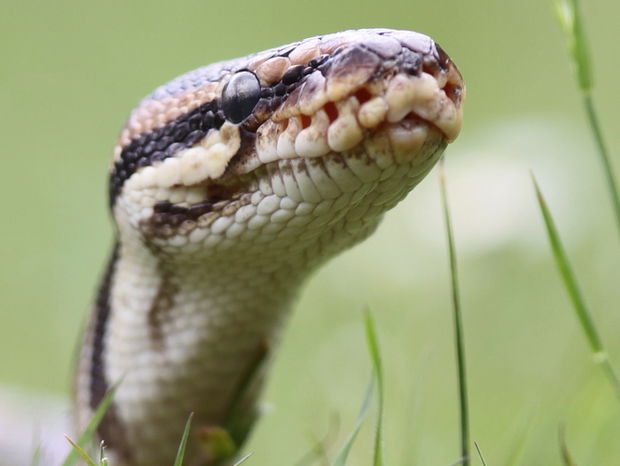 Ako sa hýbu hady, keď nemajú nohy? - Zvieratá a rastliny - Mozgovňa ...