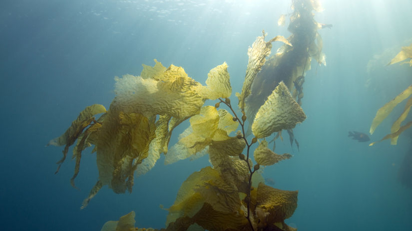 Mexické pobrežie sužujú riasy, ktoré znečisťujú more a zapáchajú - Zem ...