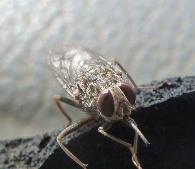 Čo má človek spoločné s muchou tse-tse? - Domáce - Správy - Pravda