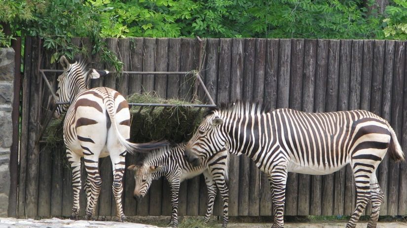 Bojnická zoo má rok mláďat - Mestá - Cestovanie - Pravda