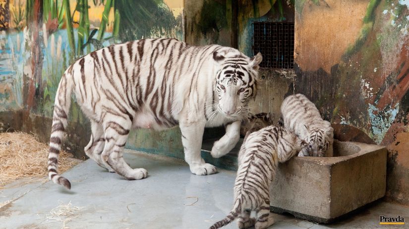 Adisa, Asira a Adžaj - to sú nové tigríky v bratislavskej ZOO - Regióny ...