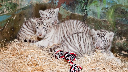 Adisa, Asira a Adžaj - to sú nové tigríky v bratislavskej ZOO - Regióny ...