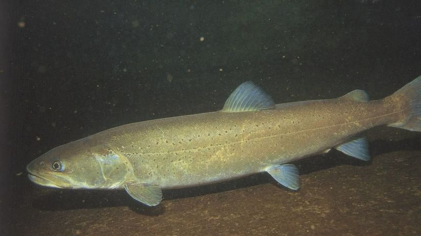 Kráľovnou medzi rybami je hlavátka - Cestovný ruch - Cestovanie - Pravda