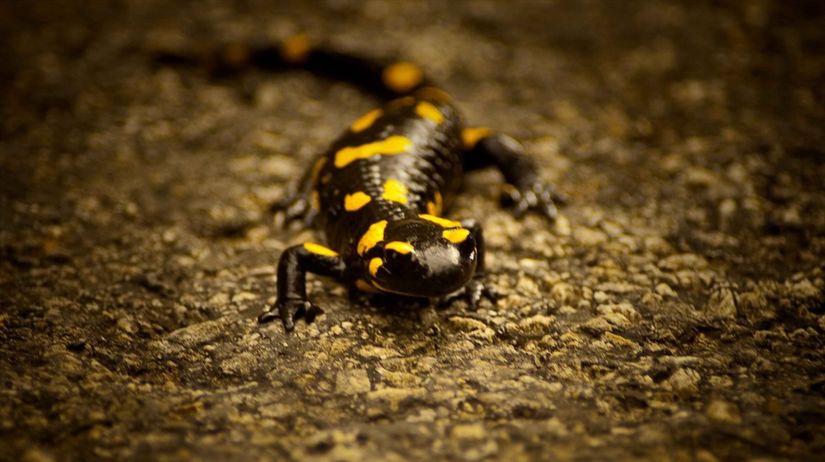 Salamandra nápadným sfarbením vystríha nepriateľov - Cestovný ruch ...