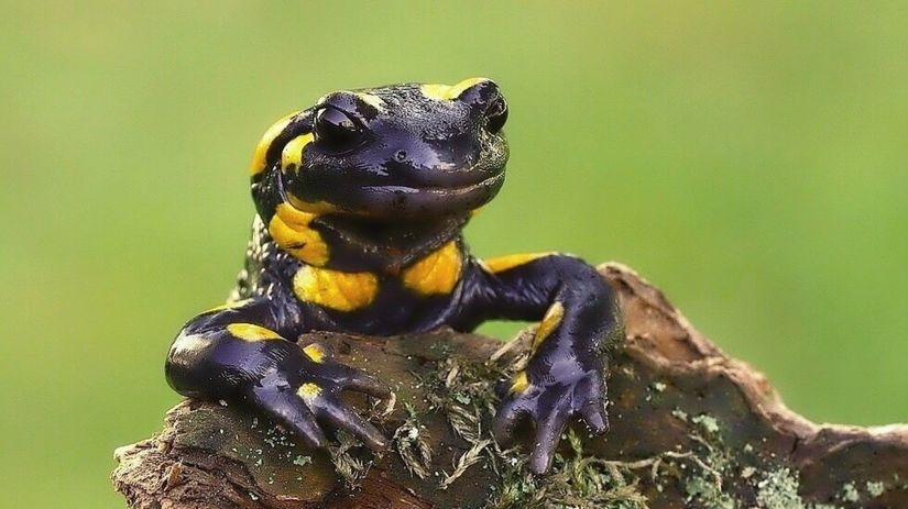 Tip na výlet: Salamandry vychádzajú zo skrýš po daždi - Cestovný ruch ...