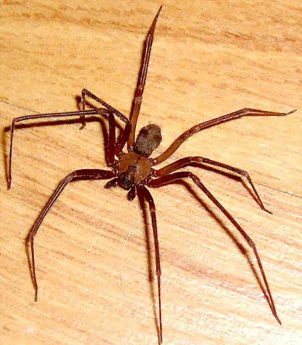 Ako sa bojuje proti pavúčiemu jedu - Človek - Veda a technika - Pravda