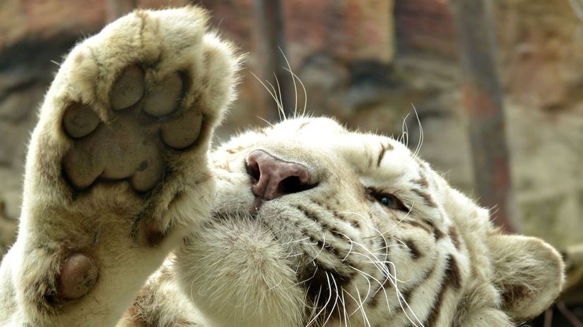 Biely tiger zabil mladíka v ZOO v Dillí - Svet - Správy - Pravda