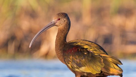Kráľom vtákov je ibis obrovský - Zem - Veda a technika - Pravda