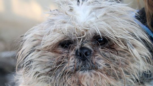 Lacné šťeňatá bez papierov? Nekupujte si psíka od množiteľov - Domáce ...