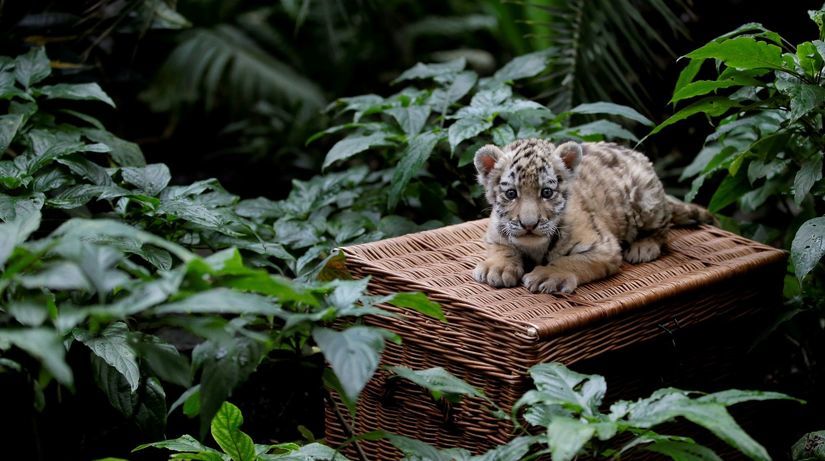 Košická ZOO bilancuje rok 2015: Prišlo 200 000 ľudí, bol to vraj malý ...