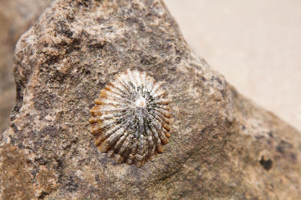 Najsilnejšie zuby majú lastúry - Zem - Veda a technika - Pravda