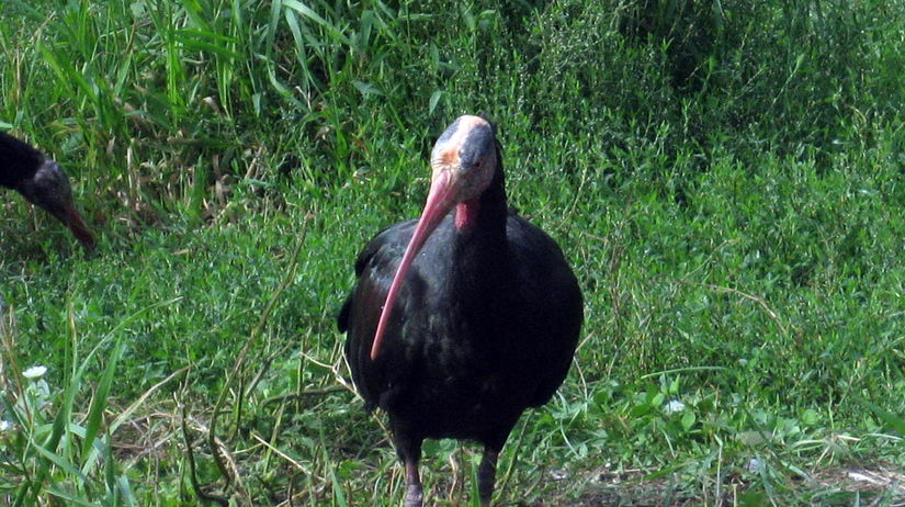 Ornitológovia v Palmýre hľadajú stratené ibisy - Zem - Veda a technika ...