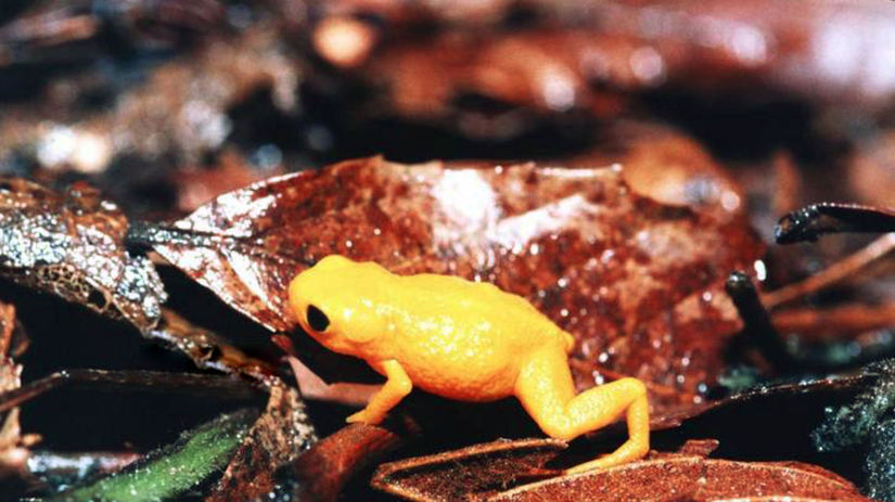 Opísali sedem nových druhov miniatúrnych žiab - Zem - Veda a technika ...