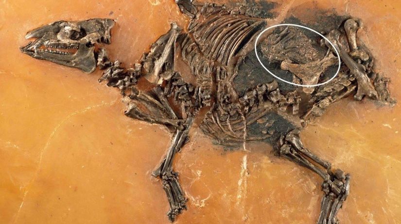 Vedci objavili nenarodené žriebä vnútri fosílie prapredka koní - Zem ...