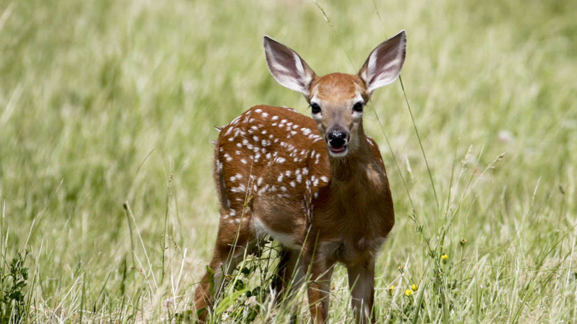 Srna - Foto dňa - Pravda