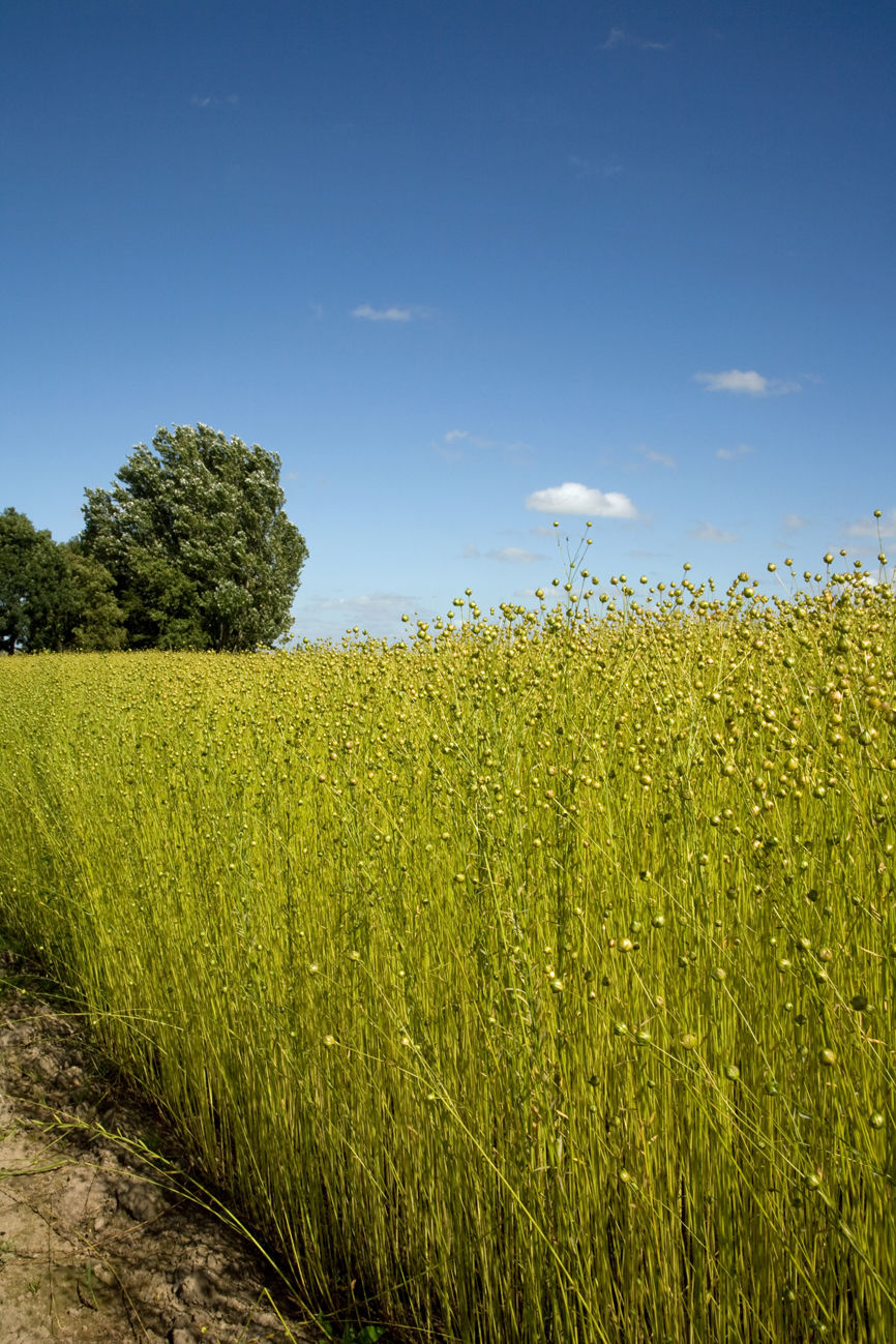 Ľan sa vracia, ľudia ho na poli nespoznali - Ekonomika - Správy - Pravda.sk