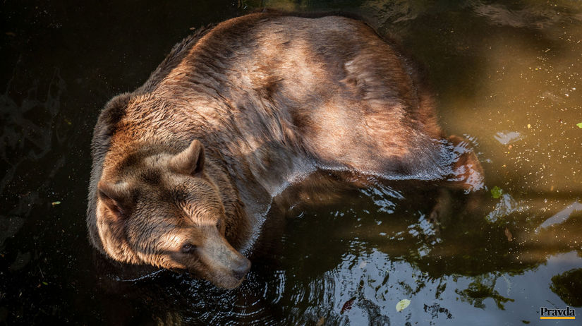 Na severnej diaľnici D1 zrazilo auto medveďa. Usmrtil ho až zásahový ...