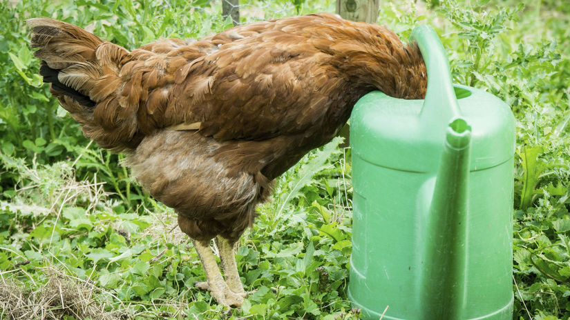 Smädná kura - Foto dňa - Pravda