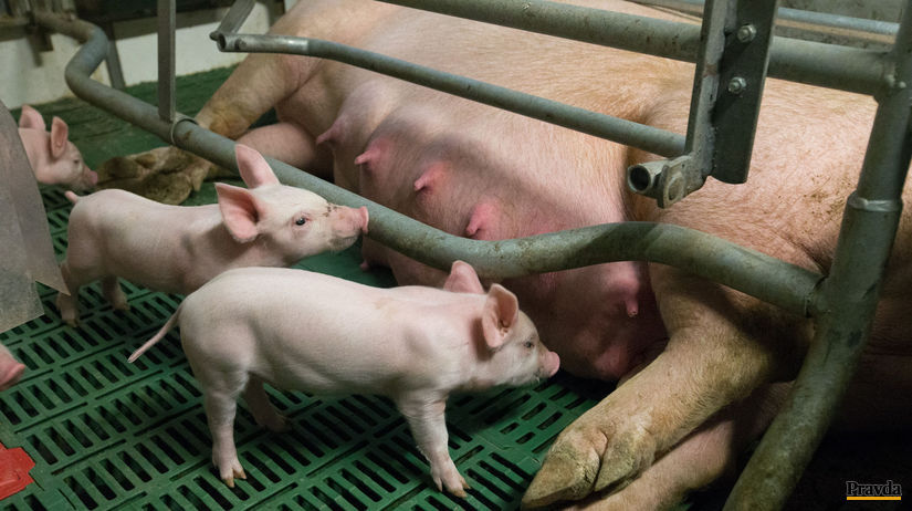 Chovatelia ošípaných prežili ťažký rok, mor prudko zrazil ceny - Ľudia ...