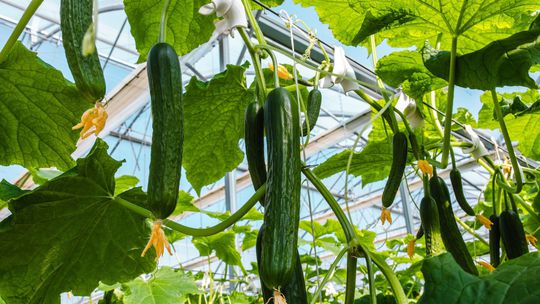 Uhorka: Zdroj dôležitých vitamínov a vody - Záhrada - Záhrada - Pravda