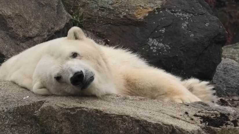V berlínskej zoo uhynul najstarší ľadový medveď v Európe - Svet ...